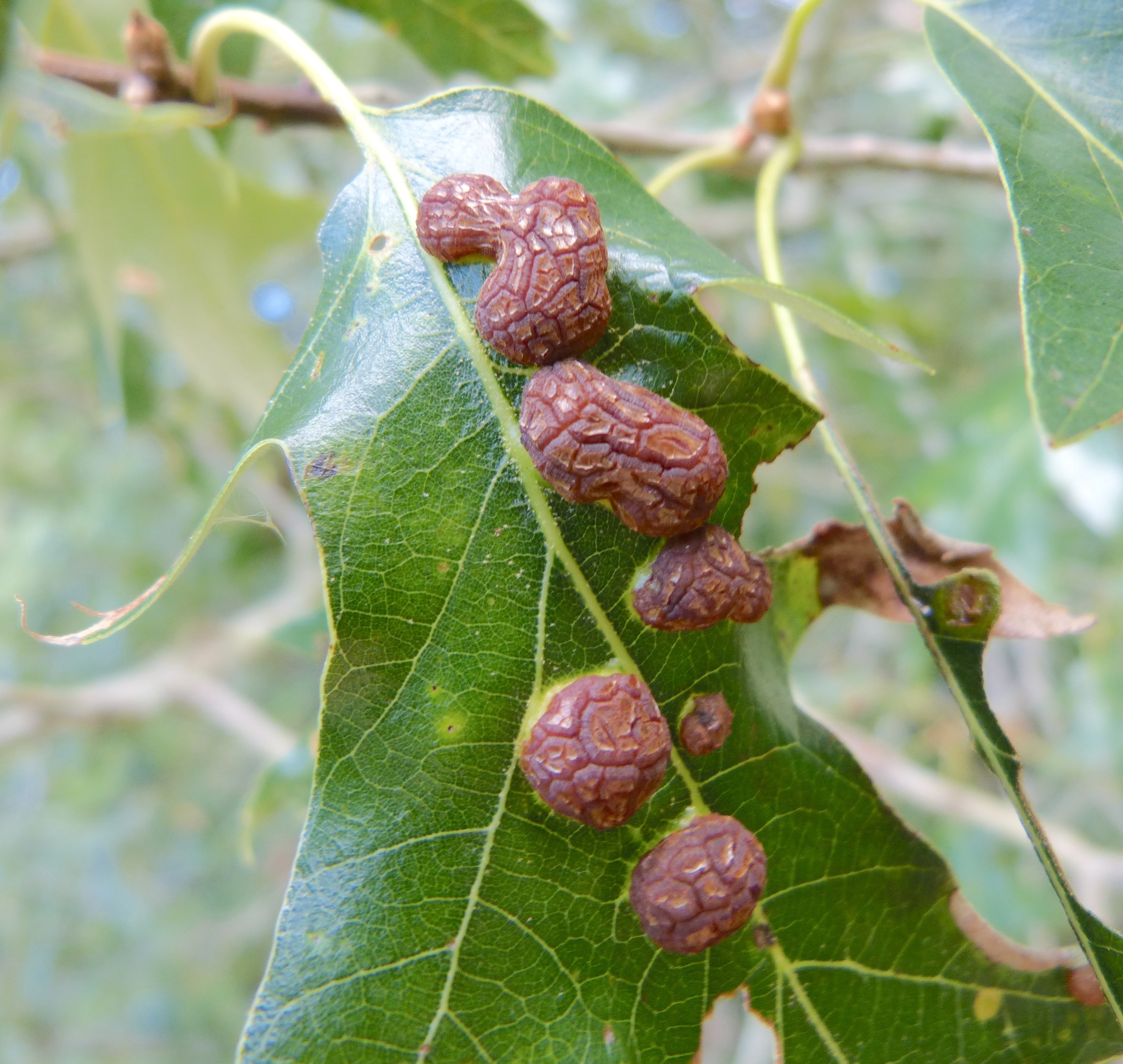 About Polystepha pilulae - Maryland Biodiversity Project